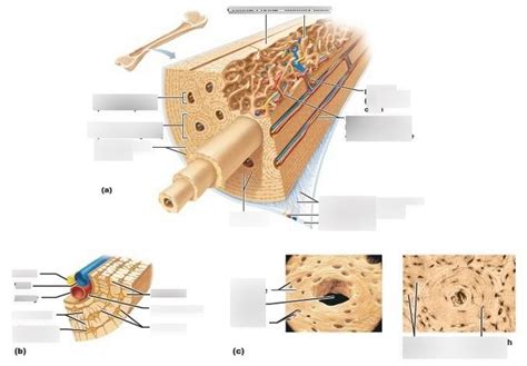 Microscopic Structure Of Compact Bone Diagram Quizlet