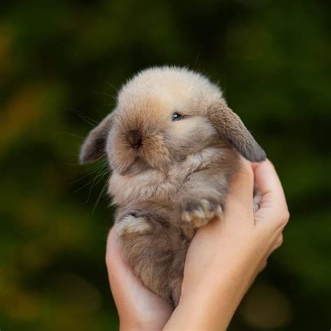 Kr Lik Miniaturowy Kr Liki Karze Ki Mini Lop Angora Yorczek Na Ju