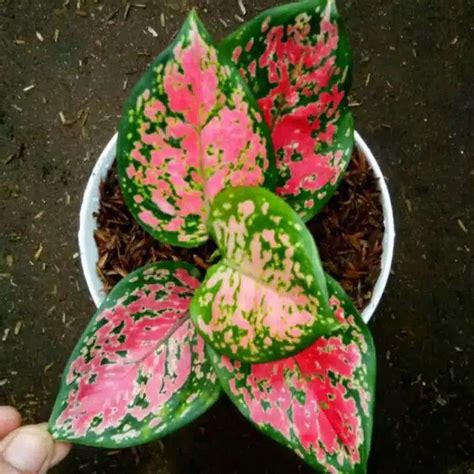Jual Pohon Aglonema Dut Anjamani Tanaman Hias Dut Anjamani Shopee