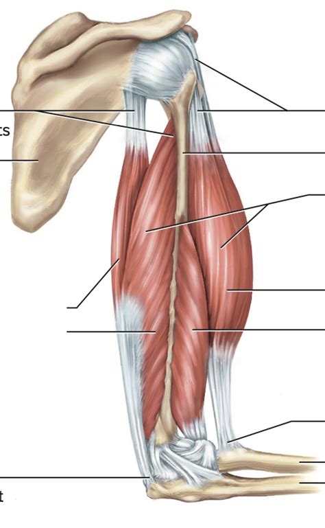 Upper Arm Diagram Quizlet
