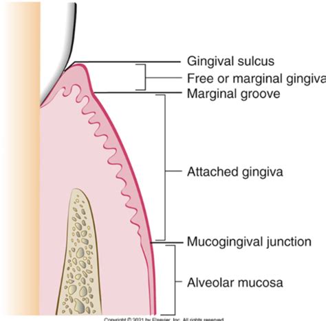 Ch 4 5 Anatomy Structure And Function Of Periodontium Flashcards