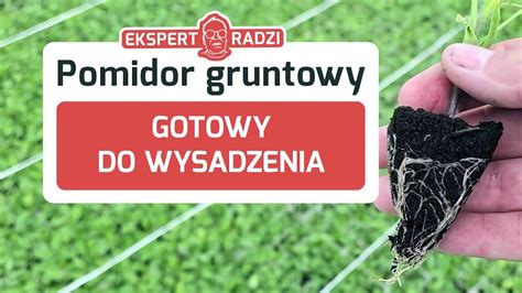 Pomidor gruntowy gotowy do wysadzenia Piotr Borczyński YouTube