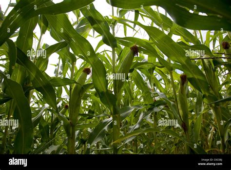 Corn Crops Hi Res Stock Photography And Images Alamy