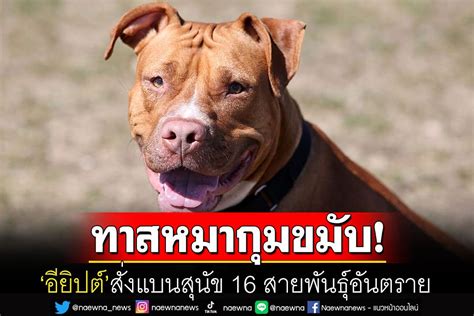 ตางประเทศ อยปต แบนสนข 16 สายพนธอนตราย หลงเกดเหต พทบล