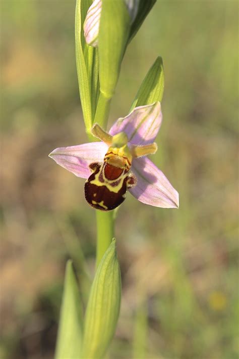 Ophrys Apifera ETIENNE VENNETIER Flickr