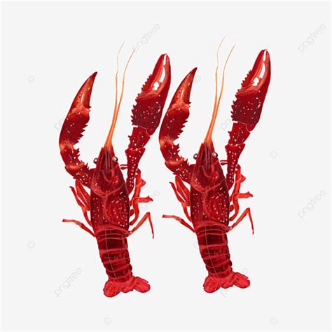 Hand Drawn Seafood White Transparent Hand Drawn Cartoon Crayfish