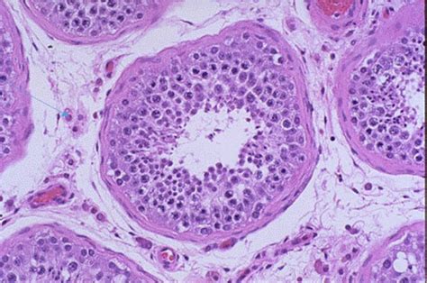 Testes Histology Diagram Quizlet