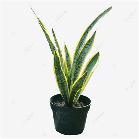 Planta Língua Da Sogra PNG Plantar Língua Verde Imagem PNG e PSD