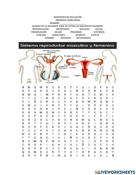 Sopa De Letras Sistema Reproductor Femenino Wordsearch The Best Porn