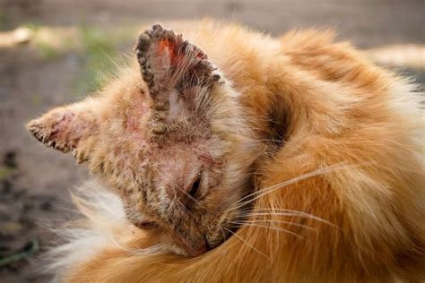 Scabies Dan Cara Penanganannya Satwagia