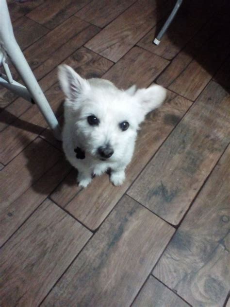 Pin De Linda Em Palomita