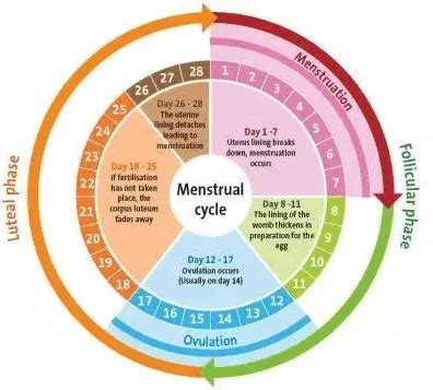 Can You Get Pregnant On Your Period Elara Care
