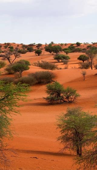 Quand Partir Au Botswana Voyage Sur Mesure Meltour