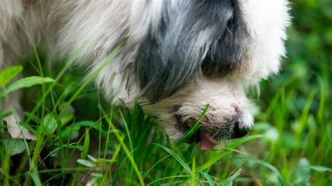 Por qué los perros comen hierba y la vomitan Blog de CIM Formación