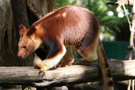 Marsupiales Animales y biología