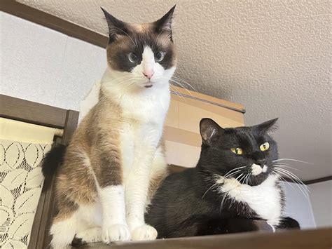 un on Twitter 今日のミー クー クーさんよ顔芸やめーや3枚目顔面作画崩壊しとるぞ https t co