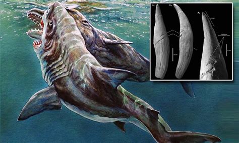 Unveiling The Enigma Is The Mighty Megalodon Still Haunting Our Oceans