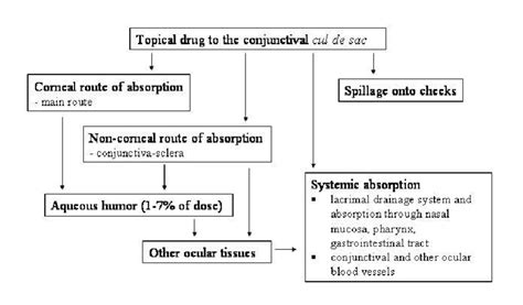 Typical Routes Of A Topically Applied Ophthalmic Drug Modified From