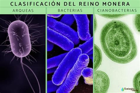 Reino Monera Características Principais BRAINCP