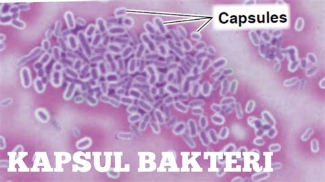 KAPSUL BAKTERI Struktur Sel Bakteri Mikrobiologi YouTube