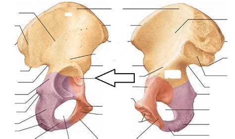 Pelvic Girdle Ilium Diagram Quizlet