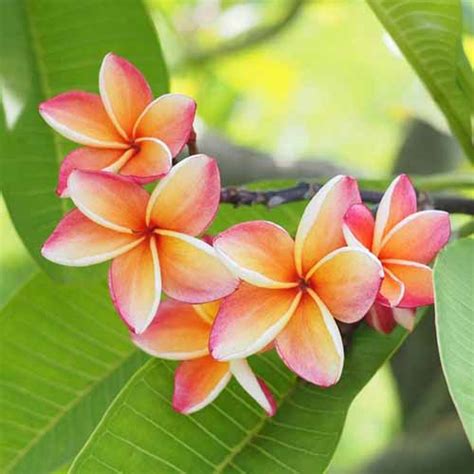 Growing Plumeria How To Care For Frangipani Gardeners Path