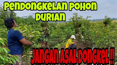 Pendongkelan Pohon Durian Bawor Musangking Duri Hitam Super Tembaga