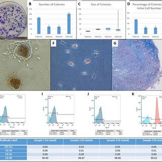 Gross Appearance Of Colony Formation Assay Of Representative Sample
