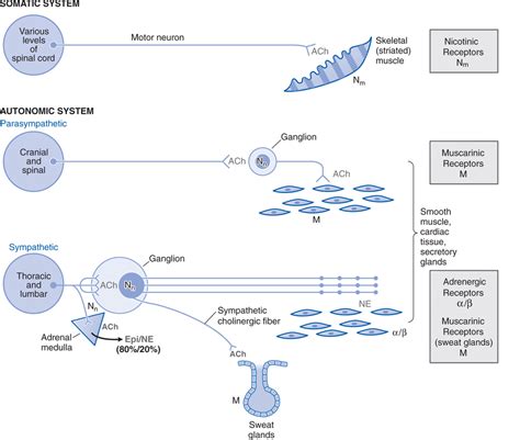 Parasympathetic Nervous System Neurotransmitters