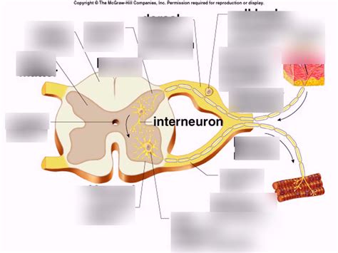 Spinal Cord Diagram Quizlet