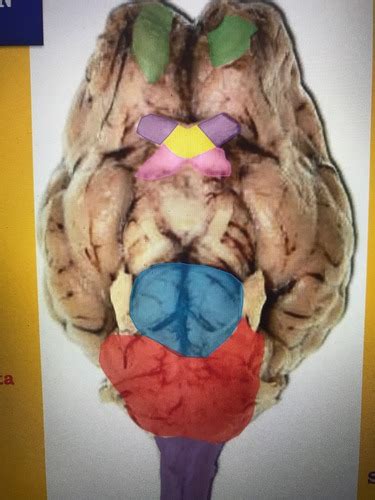 BIOL 2500 LAB PRACTICAL 3 Mammal Brain Specimen Flashcards Quizlet
