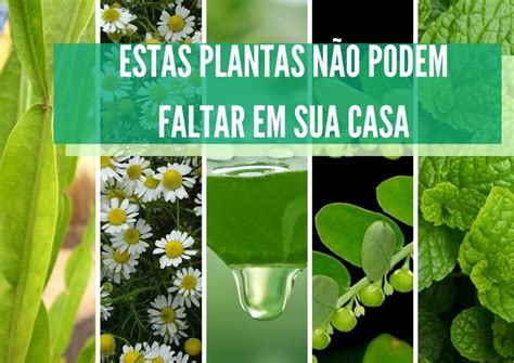 Plantas Medicinais F Ceis De Ter Em Casa Aprenda A Cultivalas