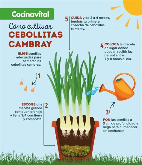 C Mo Cultivar Cebollas Sin Semillas En Macetas Cocina Vital