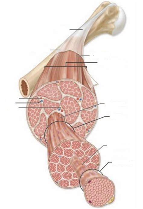 Skeletal Muscle Anatomy Diagram Quizlet