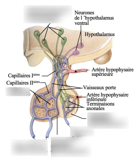 Diagram Schéma général de l hypophyse Quizlet