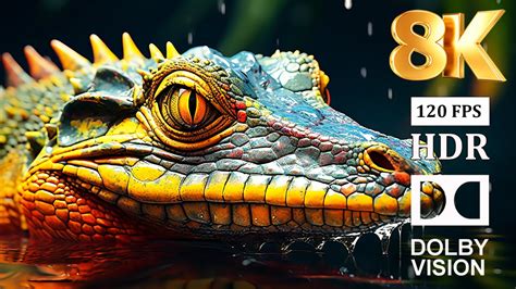 12K HDR 120fps Dolby Vision With Calming Music Color Life YouTube