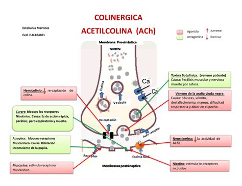 Os Fármacos Adrenérgicos Atuam Nos Receptores De Acetilcolina LIBRAIN
