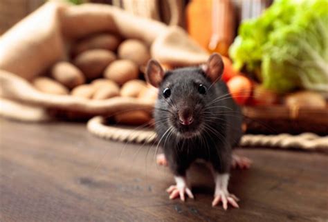 8 espèces de nuisibles et leurs dégâts