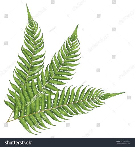 New Zealand Fern Leaves Stock Vector Shutterstock