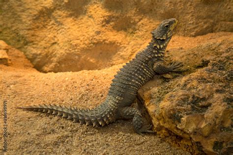 Sungazer Giant Girdled Lizard Or Giant Dragon Lizard Or Giant Zonure