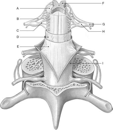 Diagram 14 2 Spinal Cord Posterior View Diagram Quizlet