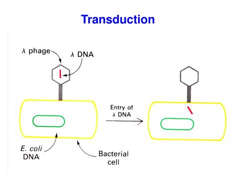 PPT Chapter 14 Genetic Recombination And Genetic Engineering
