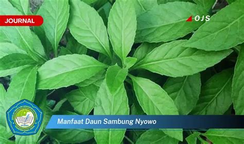 Banyak Yang Belum Tahu Ini Dia 10 Manfaat Daun Sambung Nyawa Yang