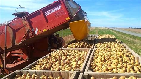Arrachage Pomme De Terre 2013 YouTube