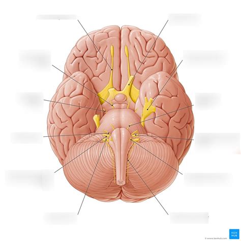 Diagram Of Anterior View Of Brainstem Quizlet