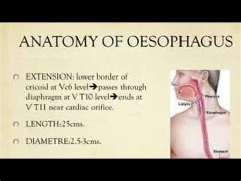 Oesophagus Anatomy Oesophagus Diagram Oesophagitis Mantra