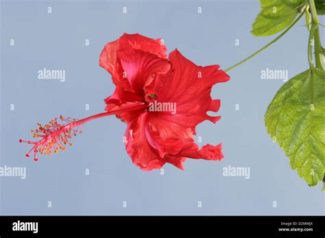 A Single Red Hibiscus Flower The National Flower Of Malaysia Stock