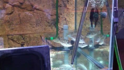 Geophagus YouTube