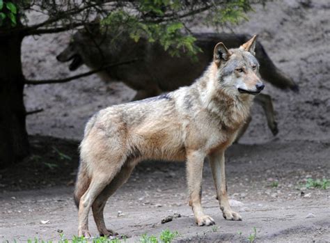 Wilki w Warszawie widywane są na ulicach To nie są pluszowe zwierzęta
