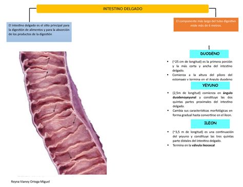 Histologia Intestino Delgado Ross Reyna Vianey Ortega Miguel El